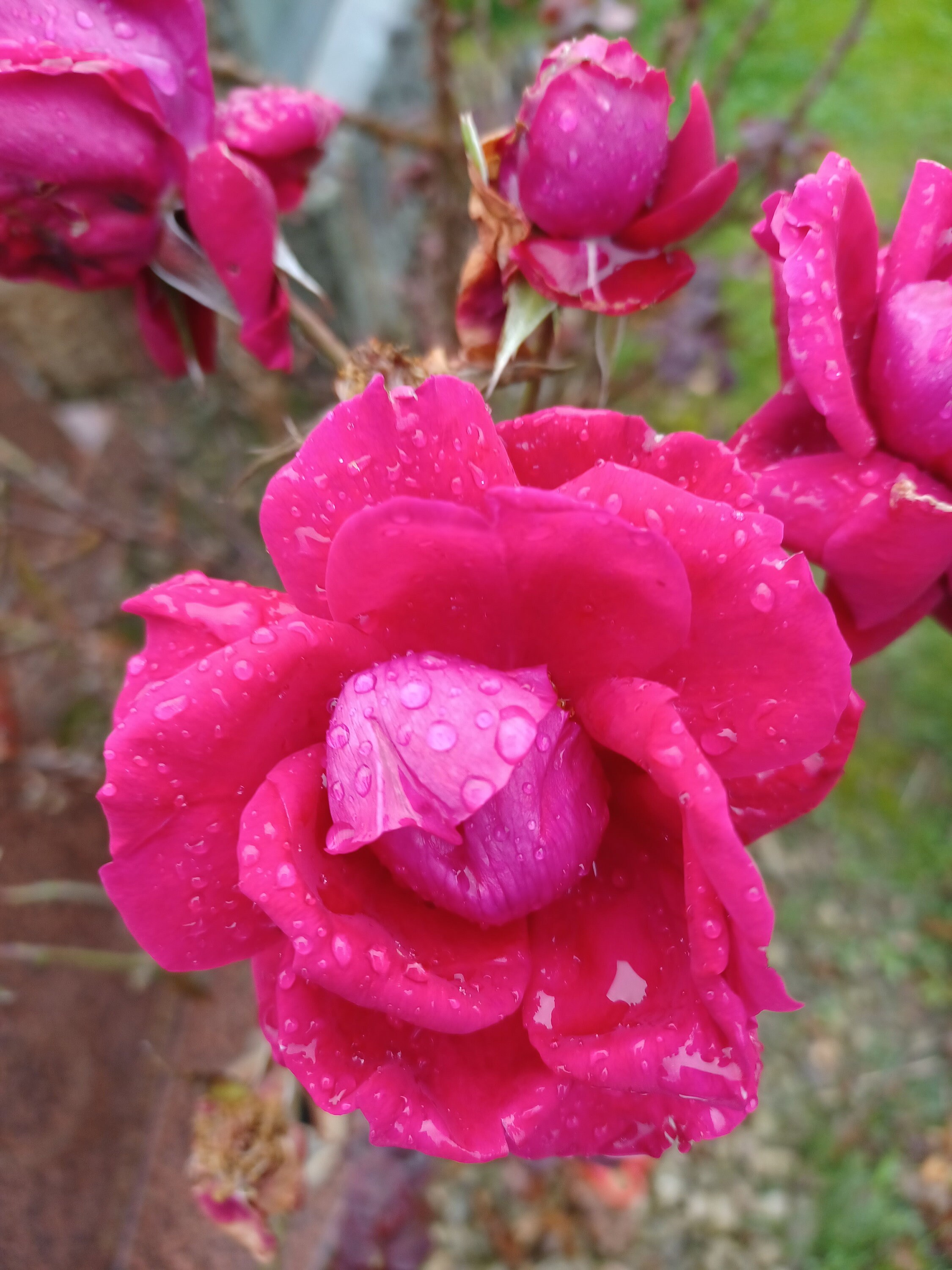 Pink Roses With Raindrops - Etsy