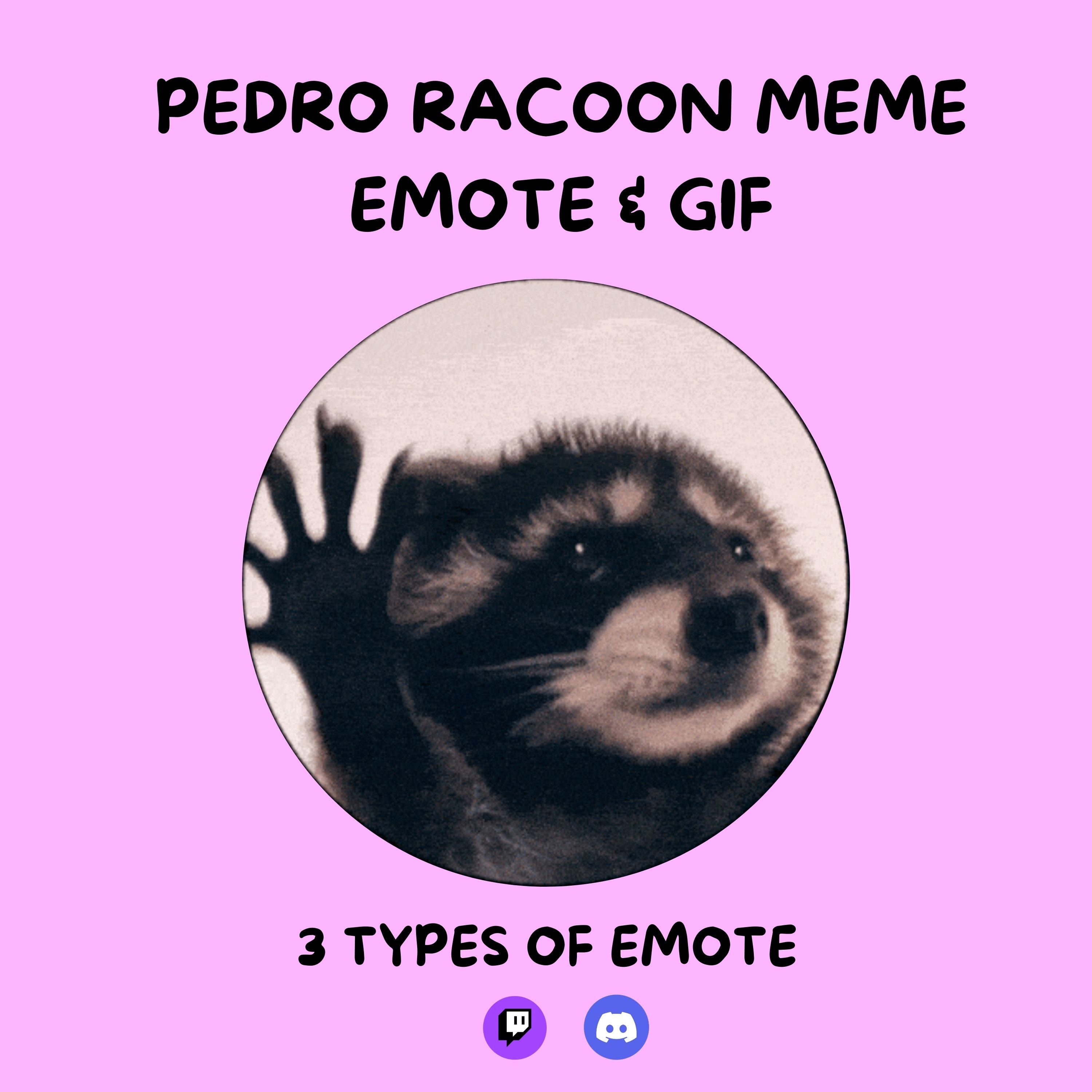 Pedro Meme Emote for Twitch and Discord, Raccoon Meme Emote for Twitch ...
