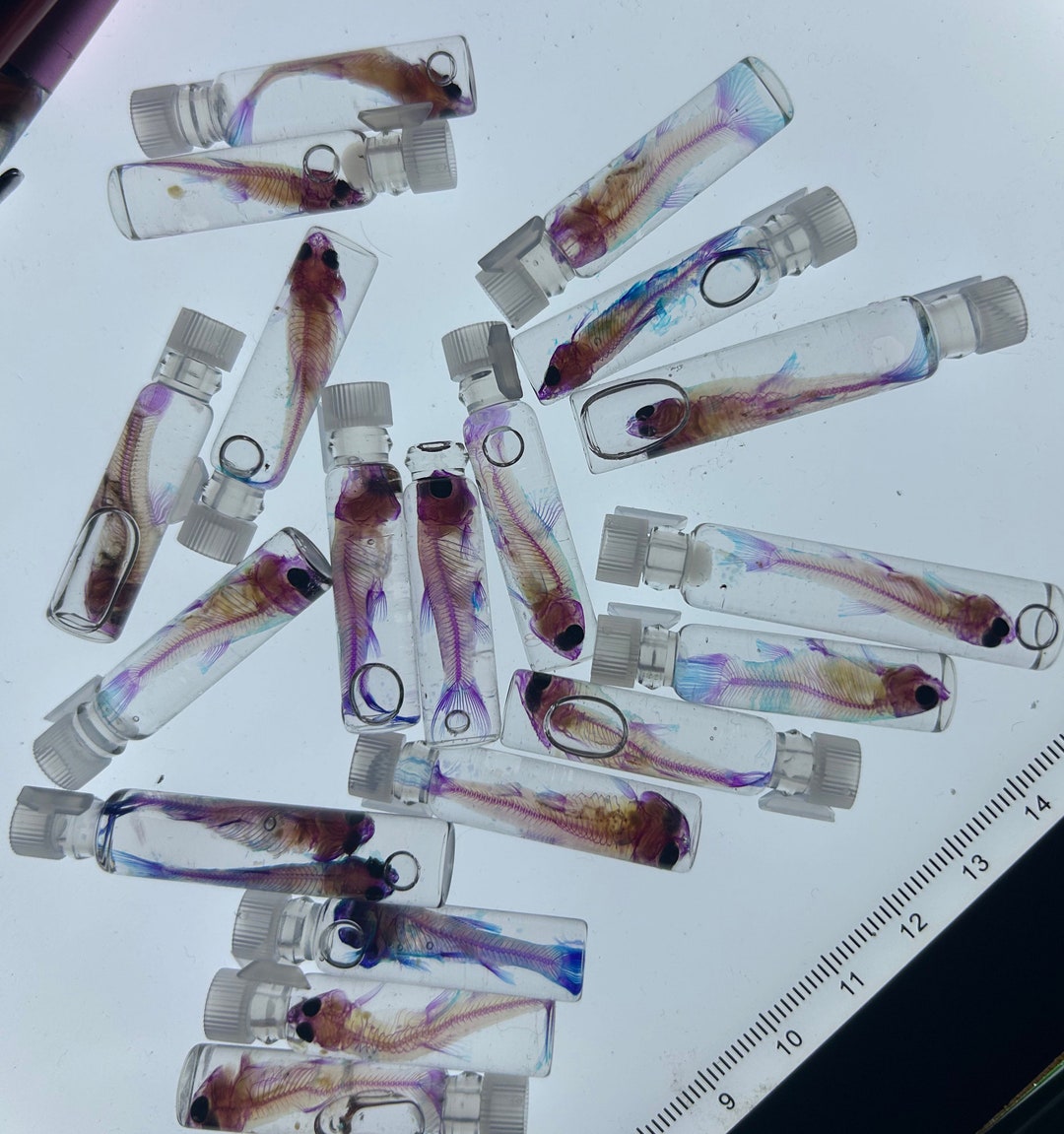 Very Little Minnows in 1ml Vials - Etsy