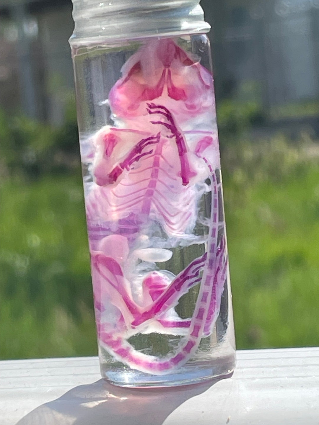 Diaphonized Mouse - Etsy