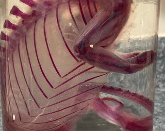 Diaphonized Snake - Etsy