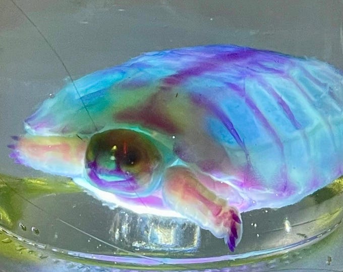 Diaphonized Turtle - Etsy