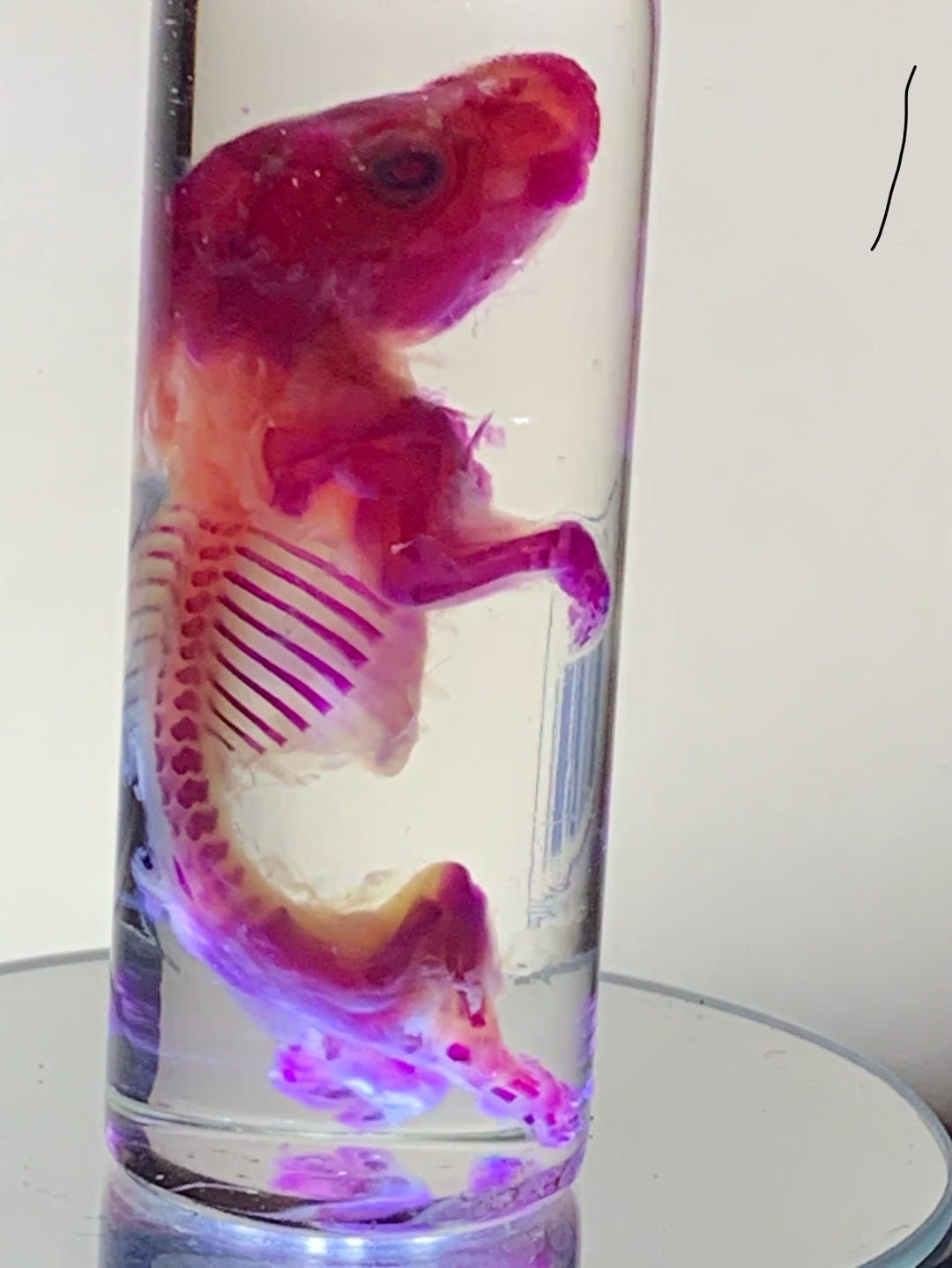 Diaphonized Pinky Mice - Etsy