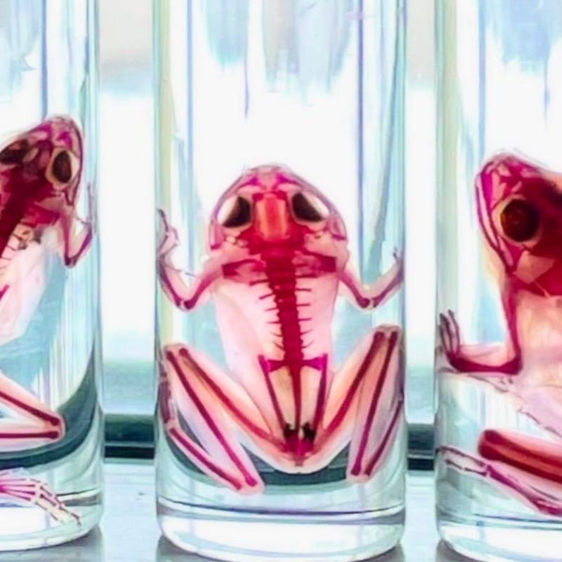 Diaphonization - Etsy