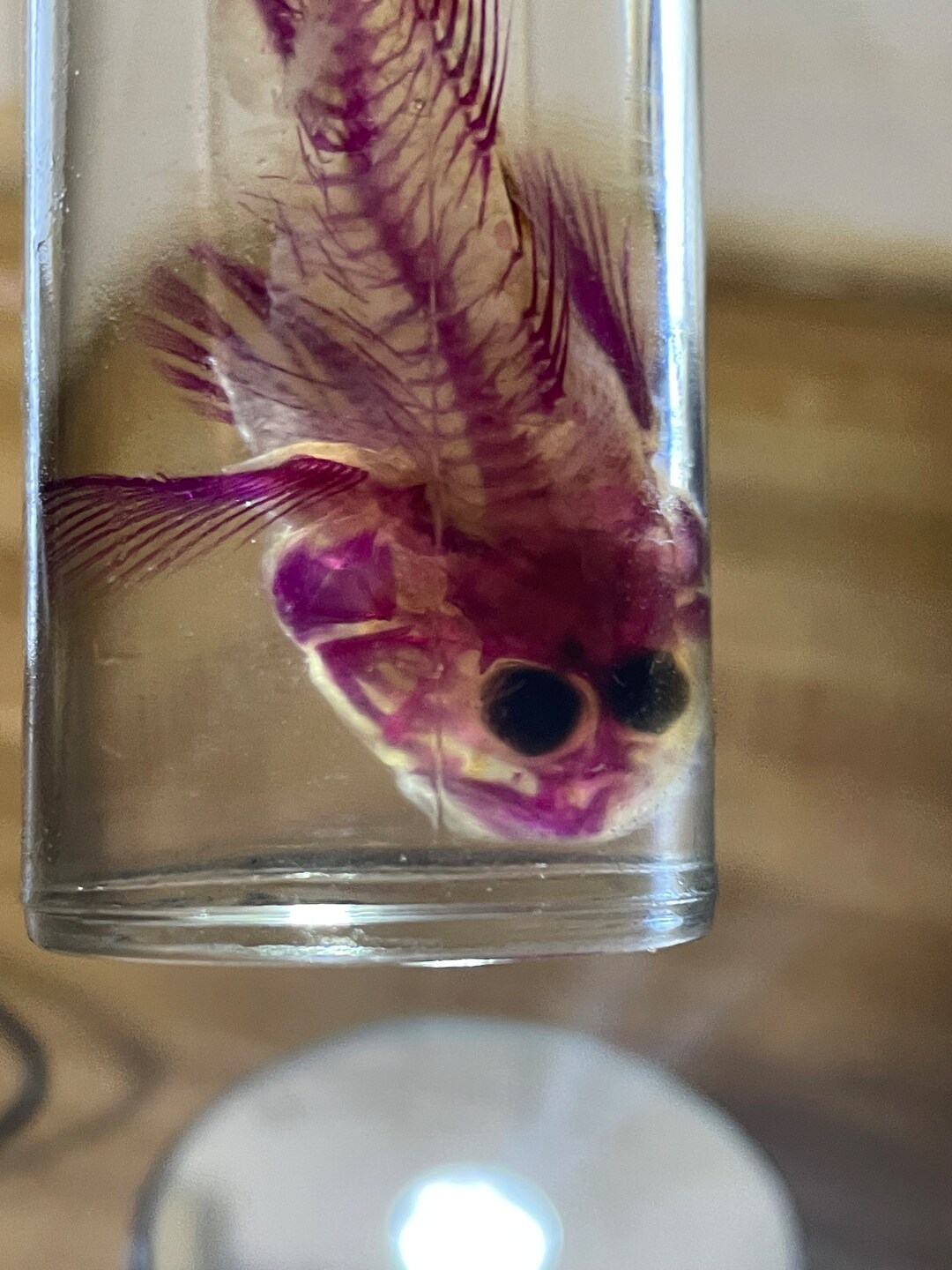 Diaphonized Goby Fish - Etsy