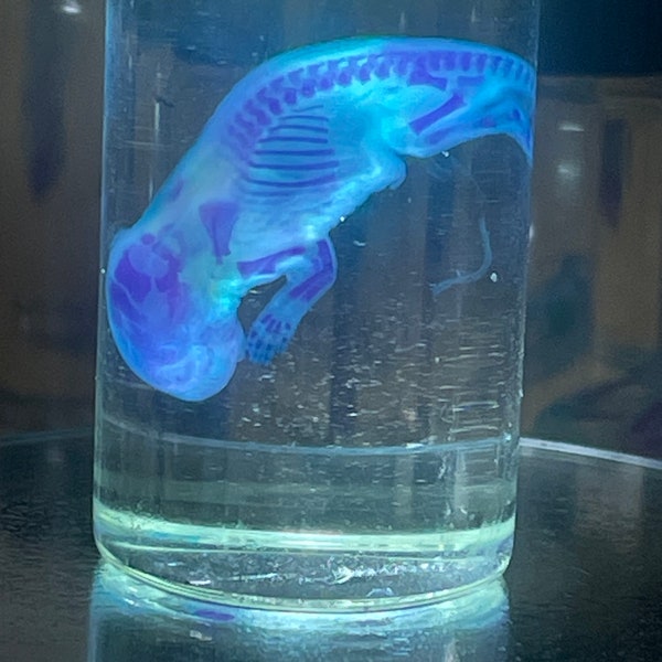 Diaphonization - Etsy