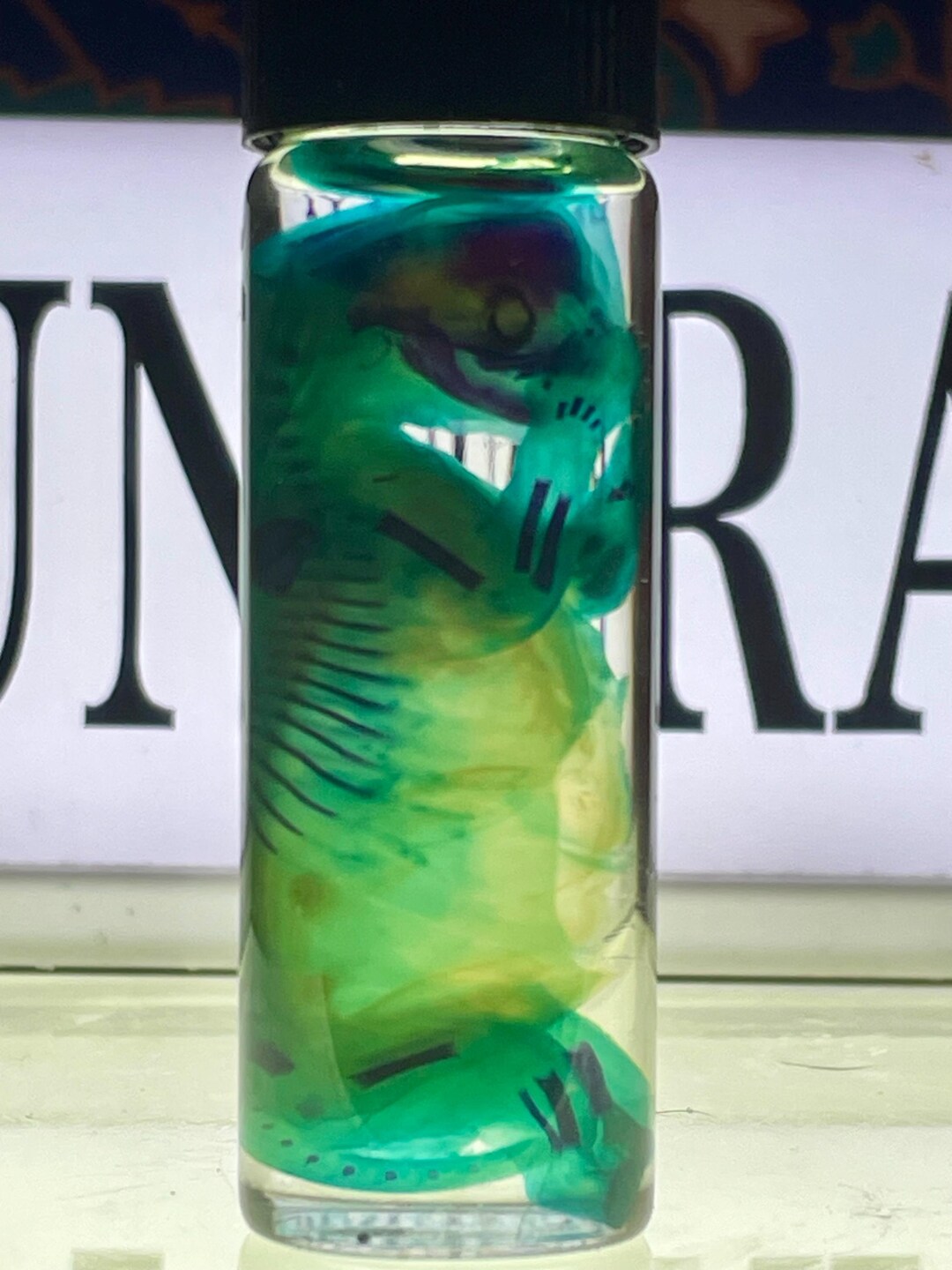 Diaphonized Fetal Feline - Etsy