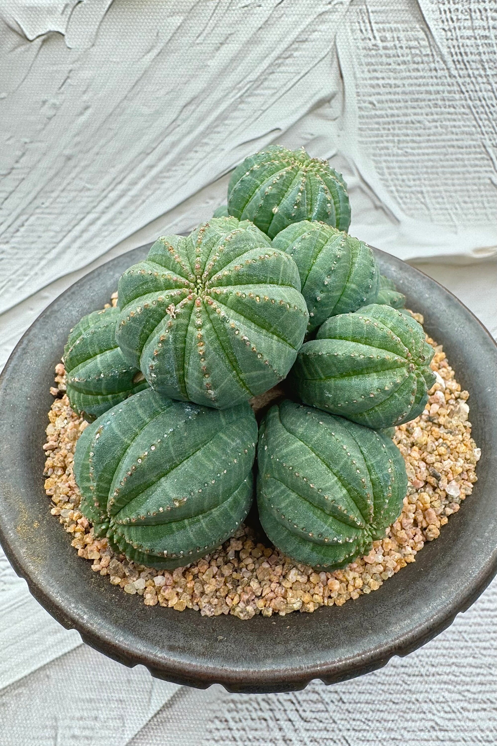 Euphorbia Obesa Cluster - Etsy