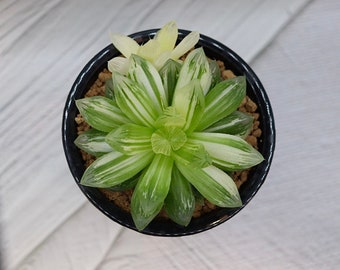 Haworthia Hanabi Variegated -live Plant-rare Succulent - Etsy