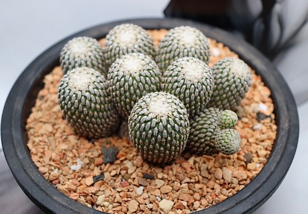 Mammillaria Cactus Cluster - Etsy