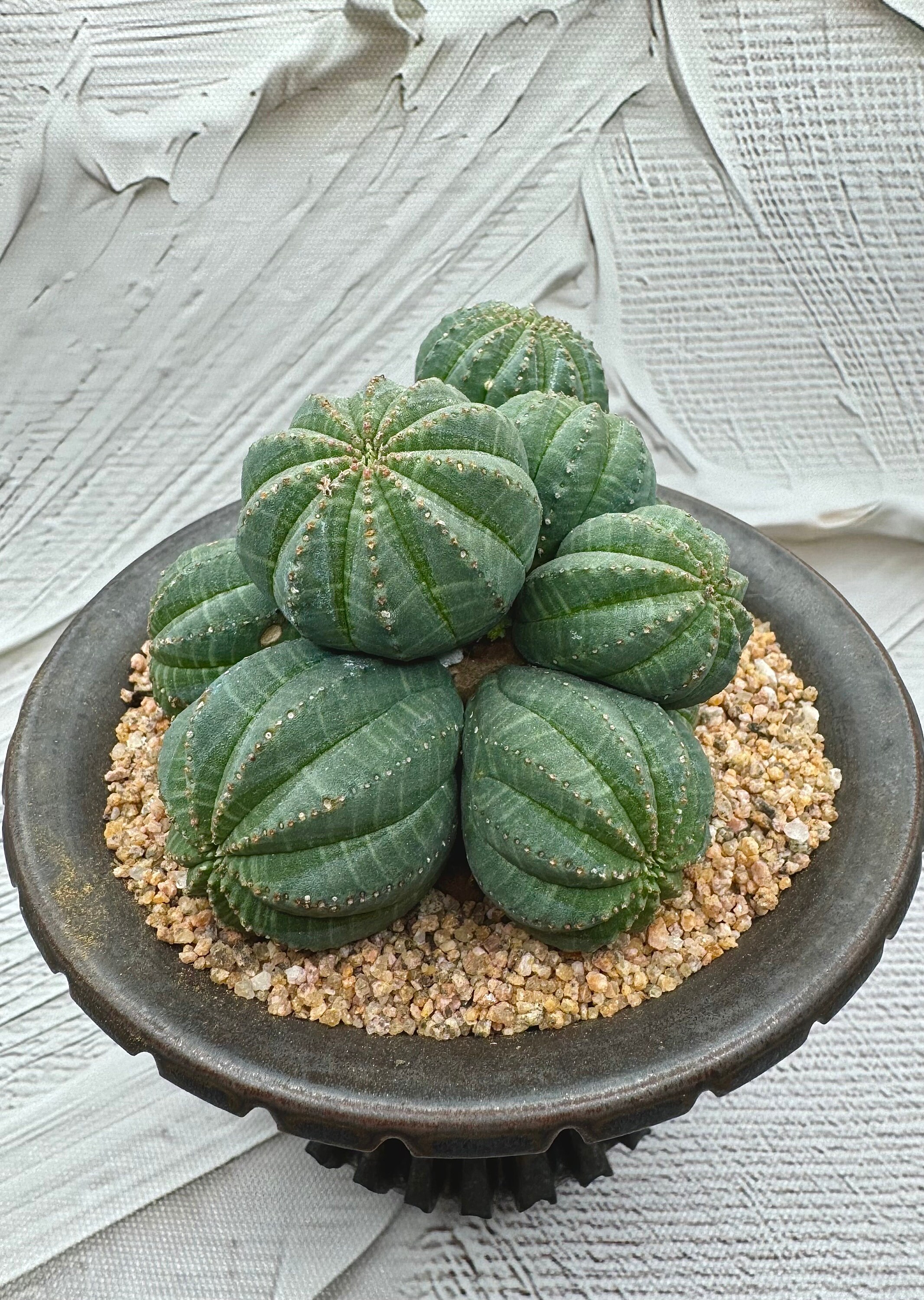 Euphorbia Obesa Cluster - Etsy