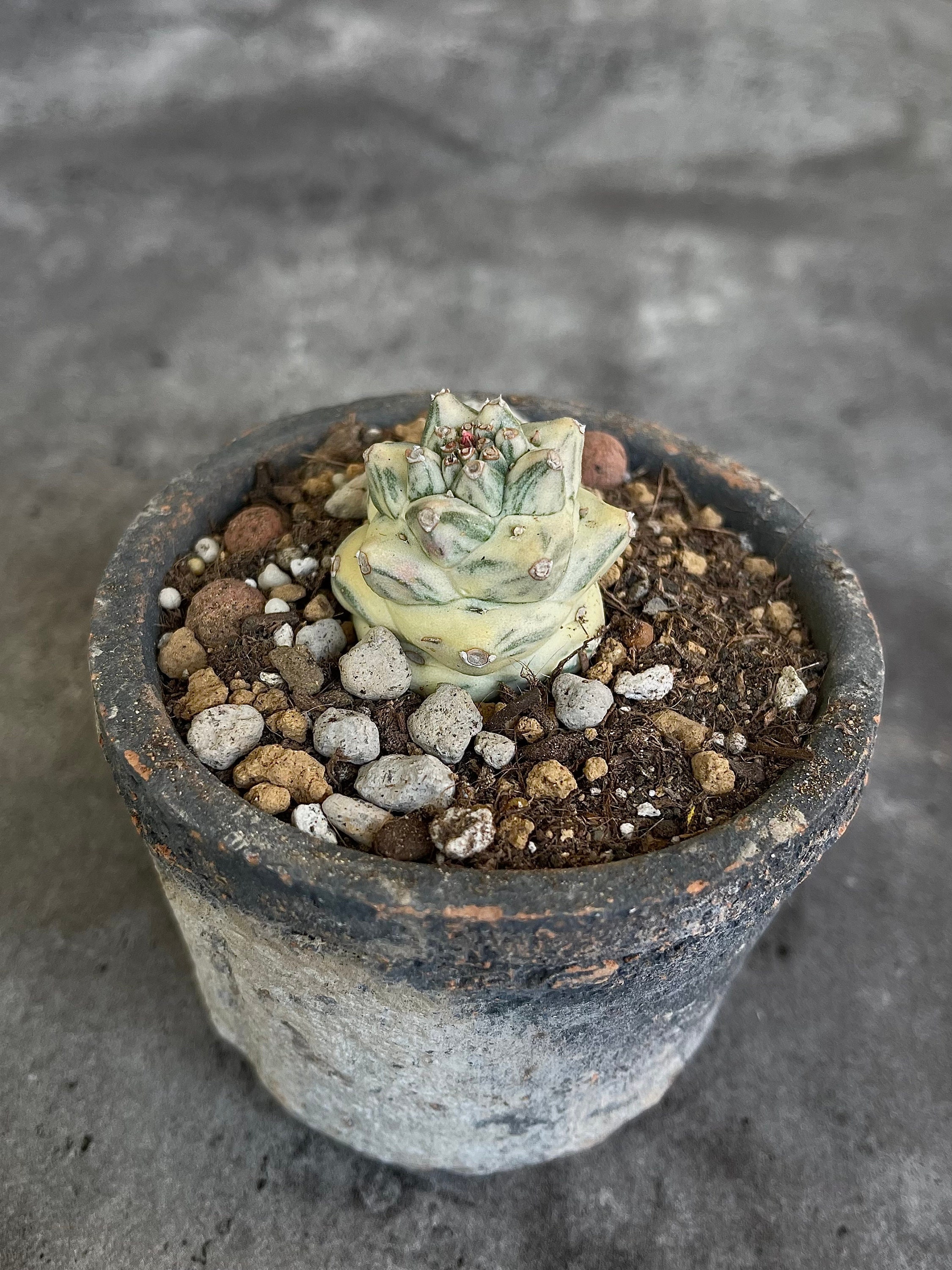 Euphorbia Monadenium Ritchiei Variegated - Etsy