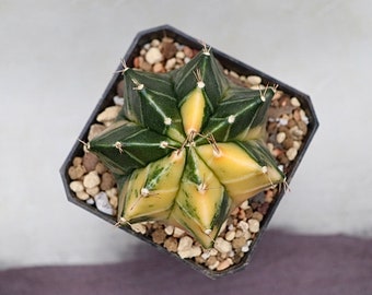 Gymnocalycium Mihanovichii Variegated - Etsy