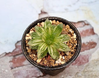 Haworthia Hanabi Variegated -live Plant-rare Succulent - Etsy