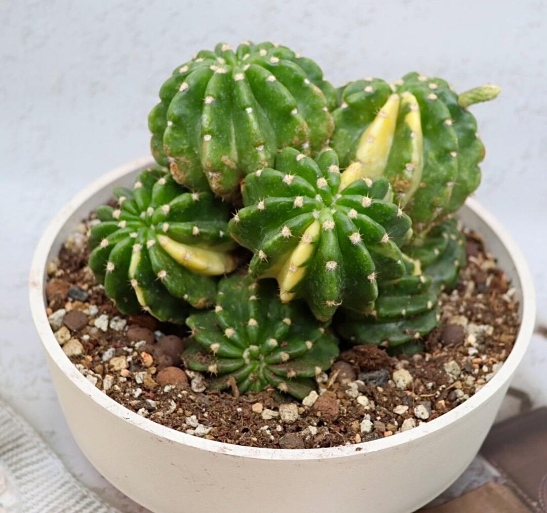 Echinopsis Variegated Cactus Cluster - Etsy