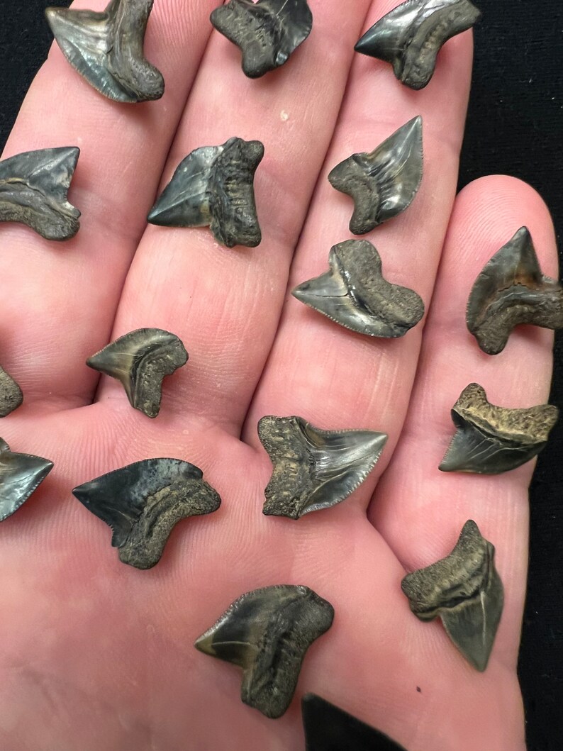 Awesome Collection of Squalicorax Aka Crow Shark Teeth Super - Etsy