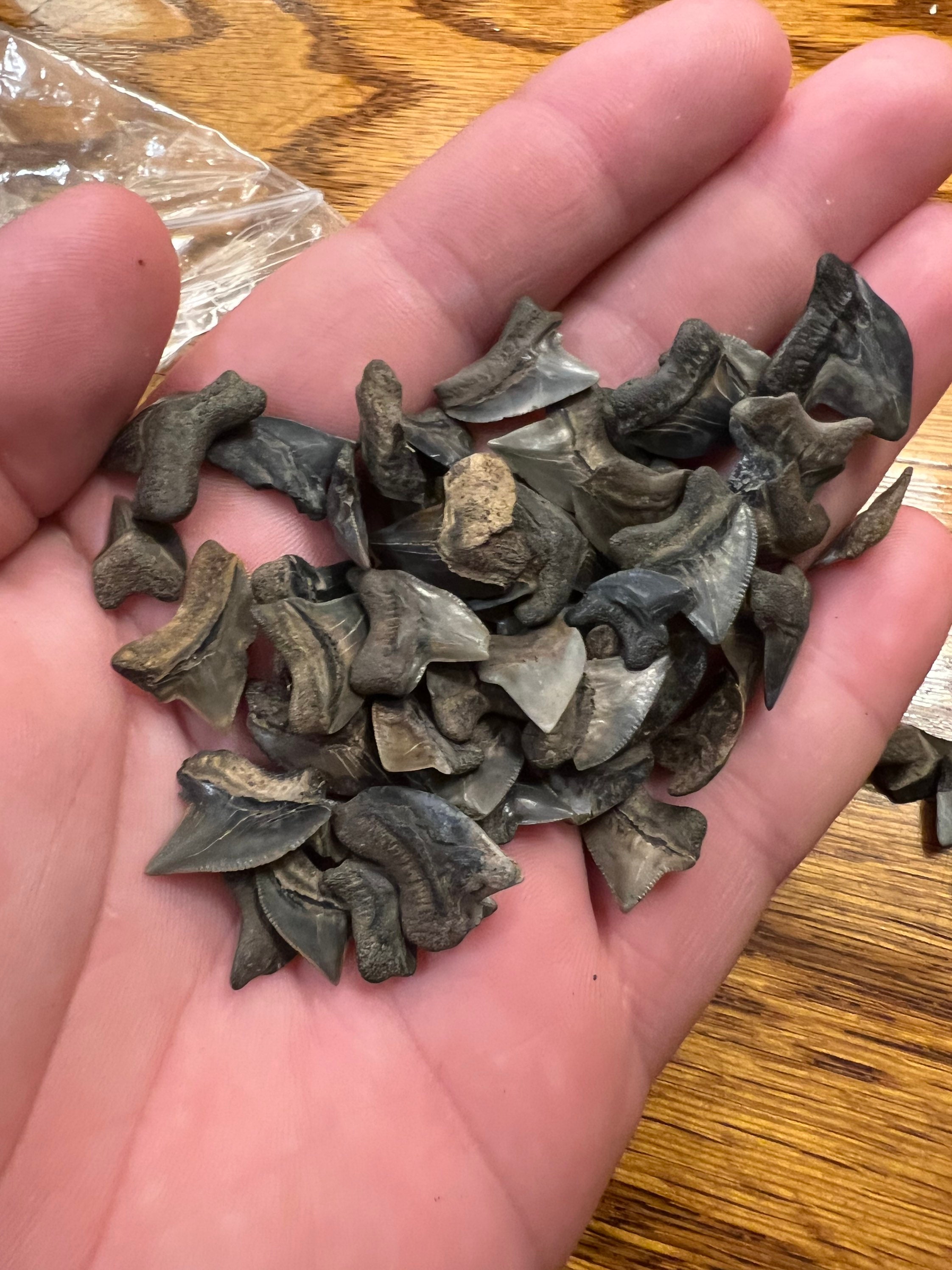 Bag of Crow Shark Teeth Fossils From Mississippi - Etsy