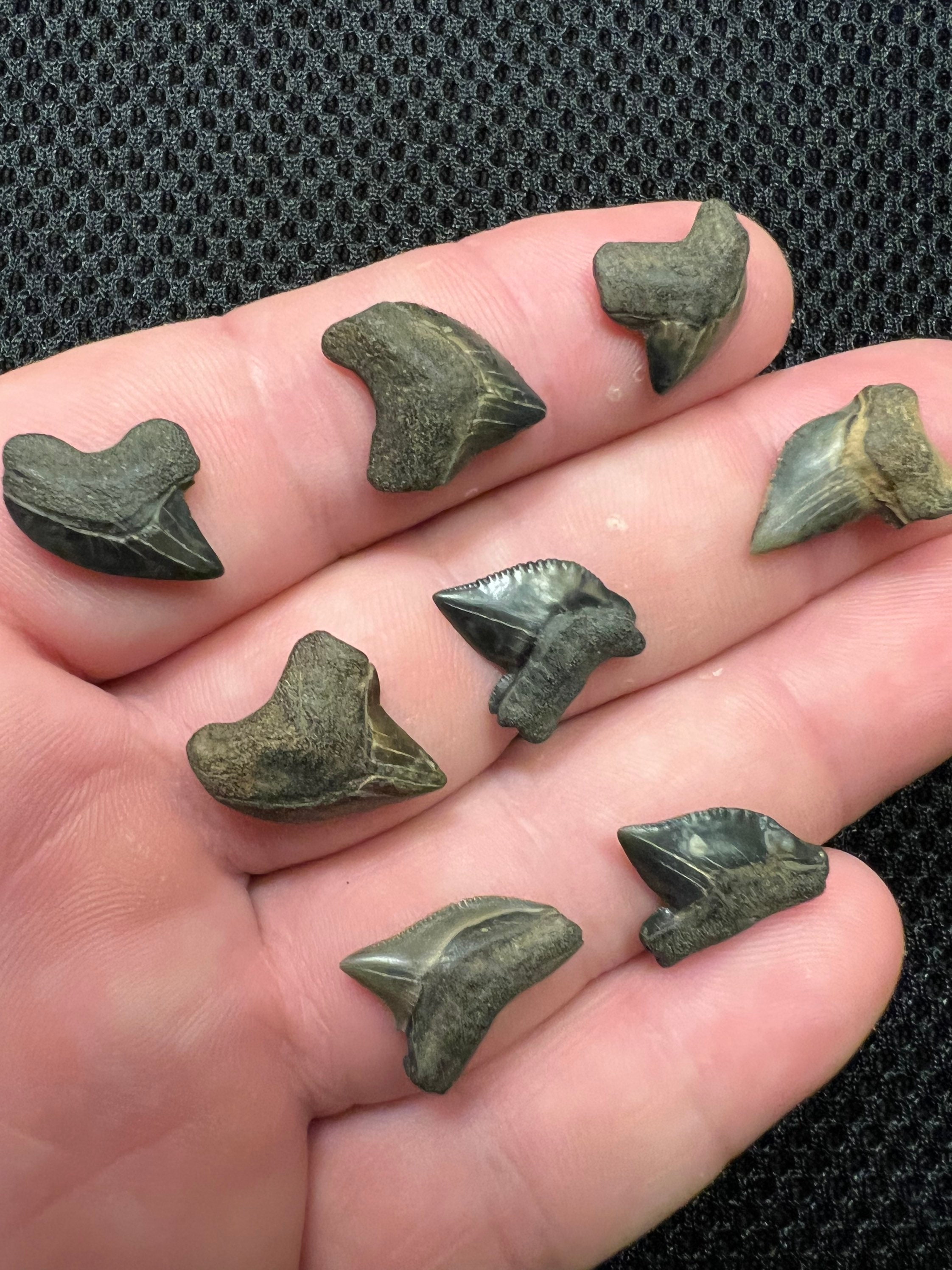 8 Beautiful Squalicorax Shark Teeth Fossils From Mississippi - Etsy