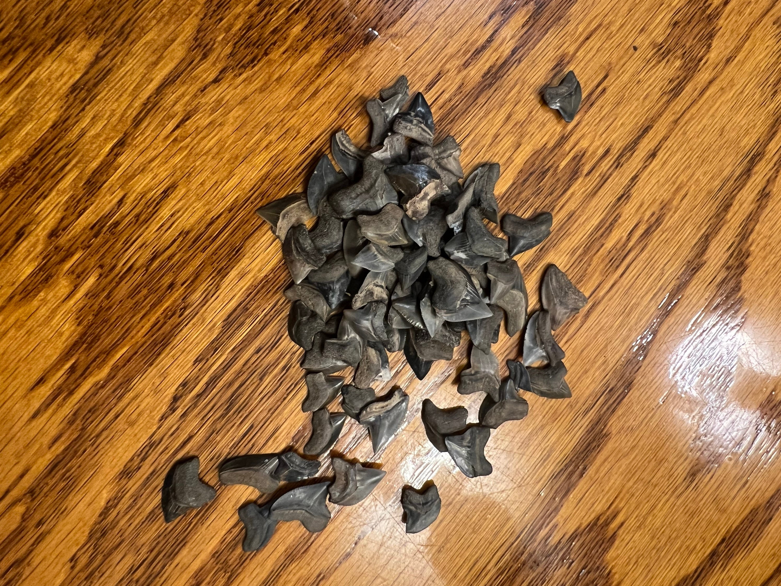 Bag of Crow Shark Teeth Fossils From Mississippi - Etsy