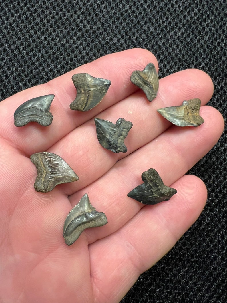 8 Beautiful Squalicorax Shark Teeth Fossils From Mississippi - Etsy