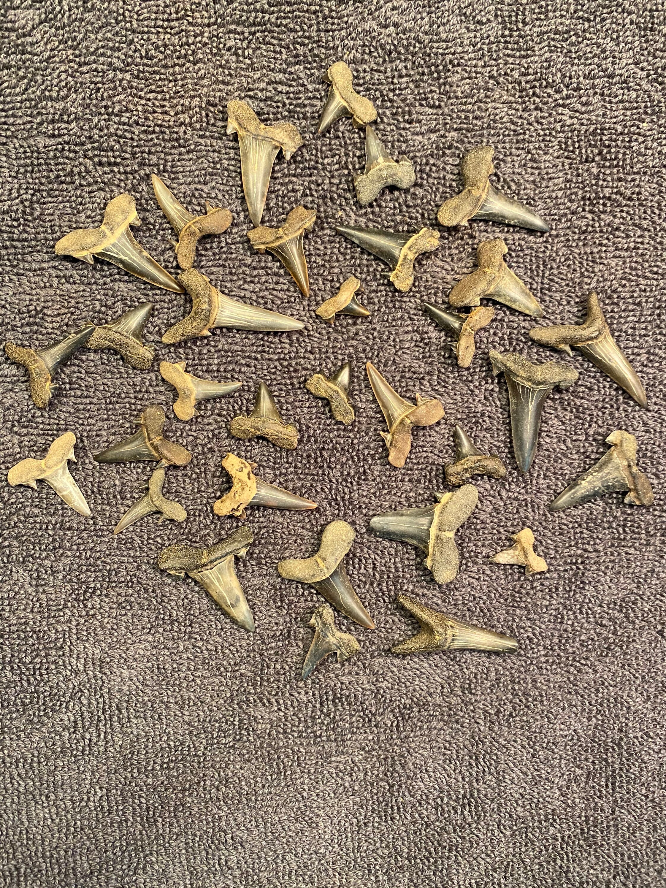 Goblin Shark Teeth
