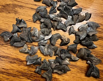 Bag of Shark Teeth - Etsy