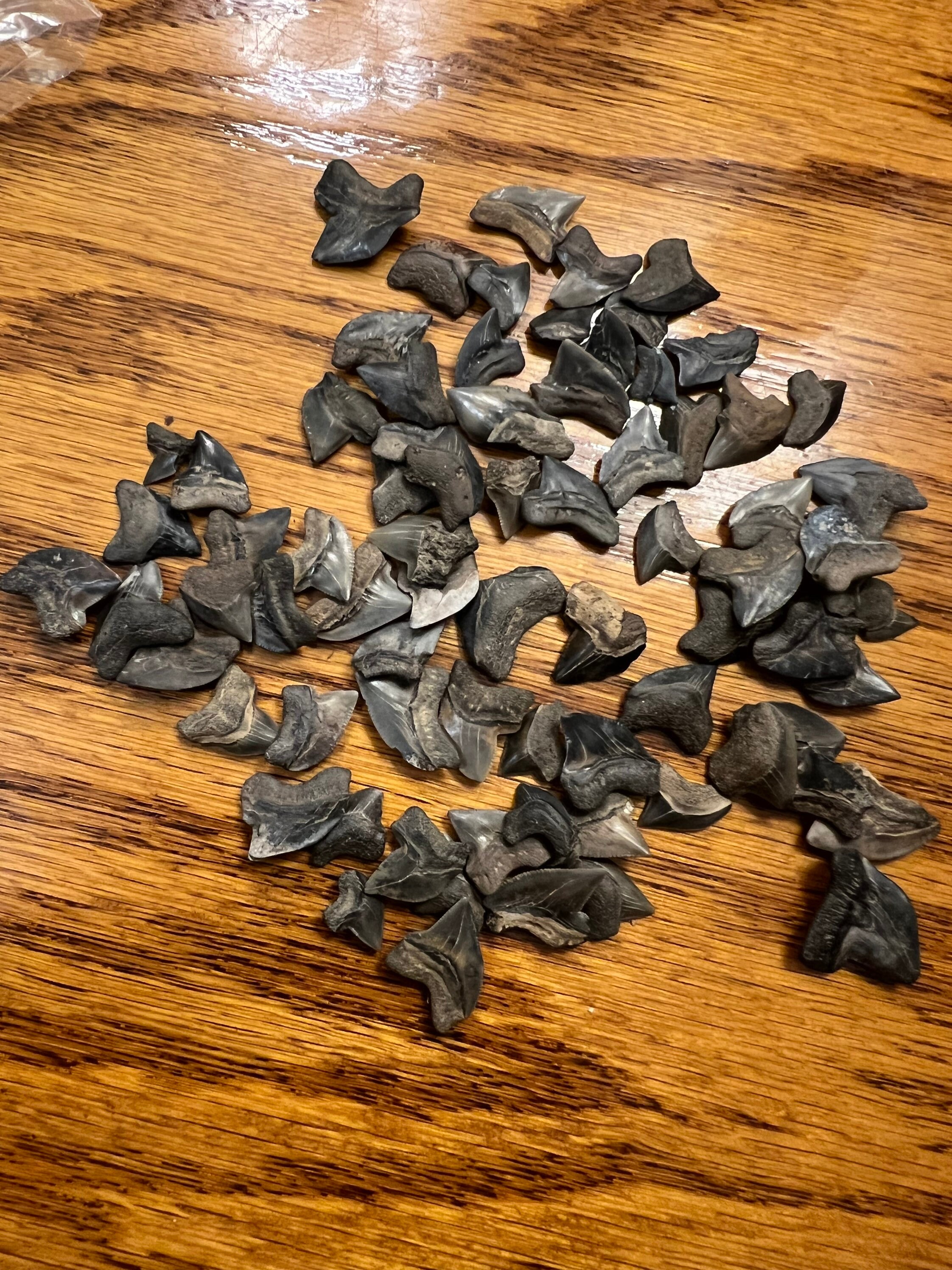 Bag of Crow Shark Teeth Fossils From Mississippi - Etsy