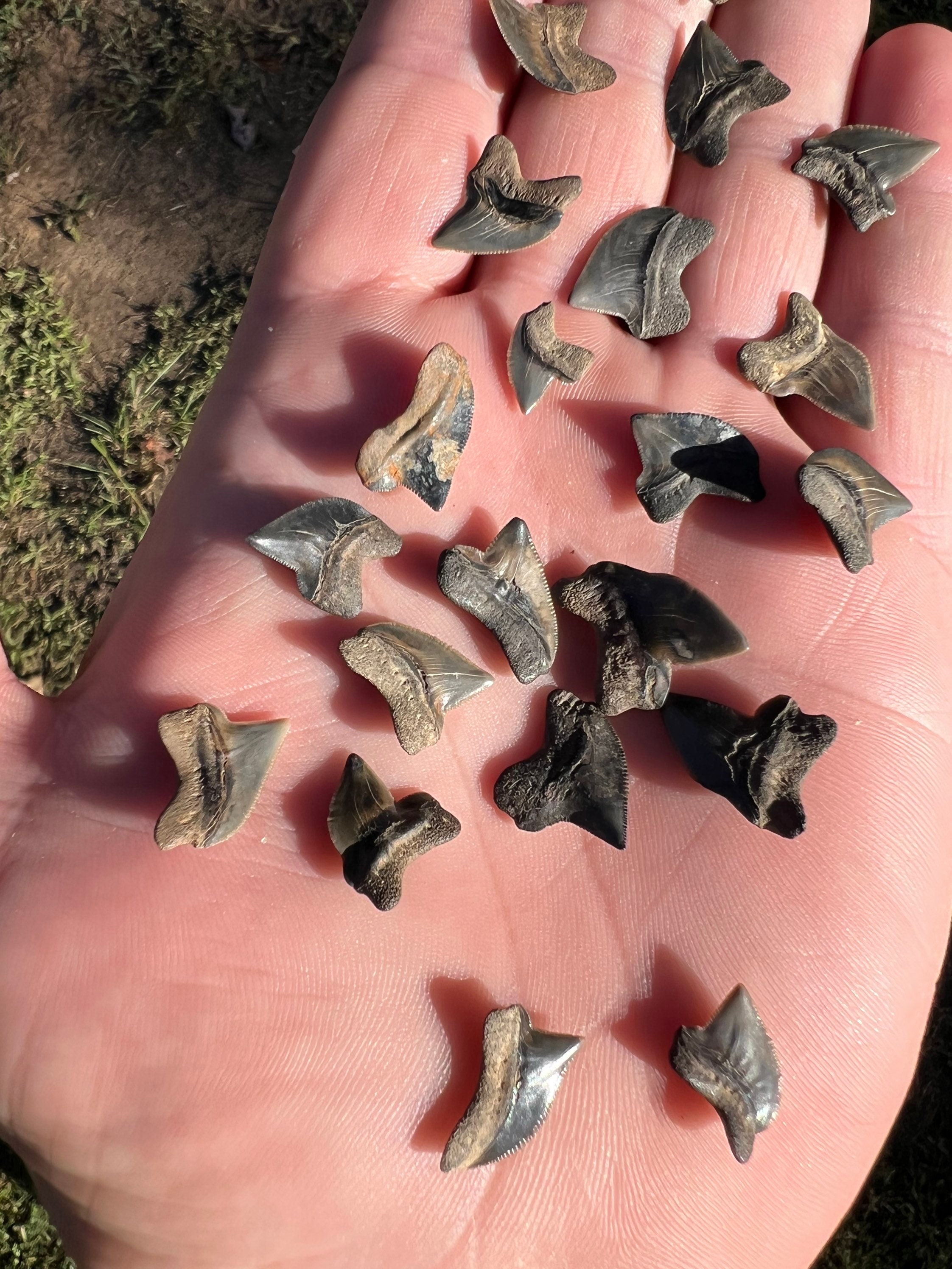 23 Crow Shark Teeth Fossils From North Mississippi - Etsy