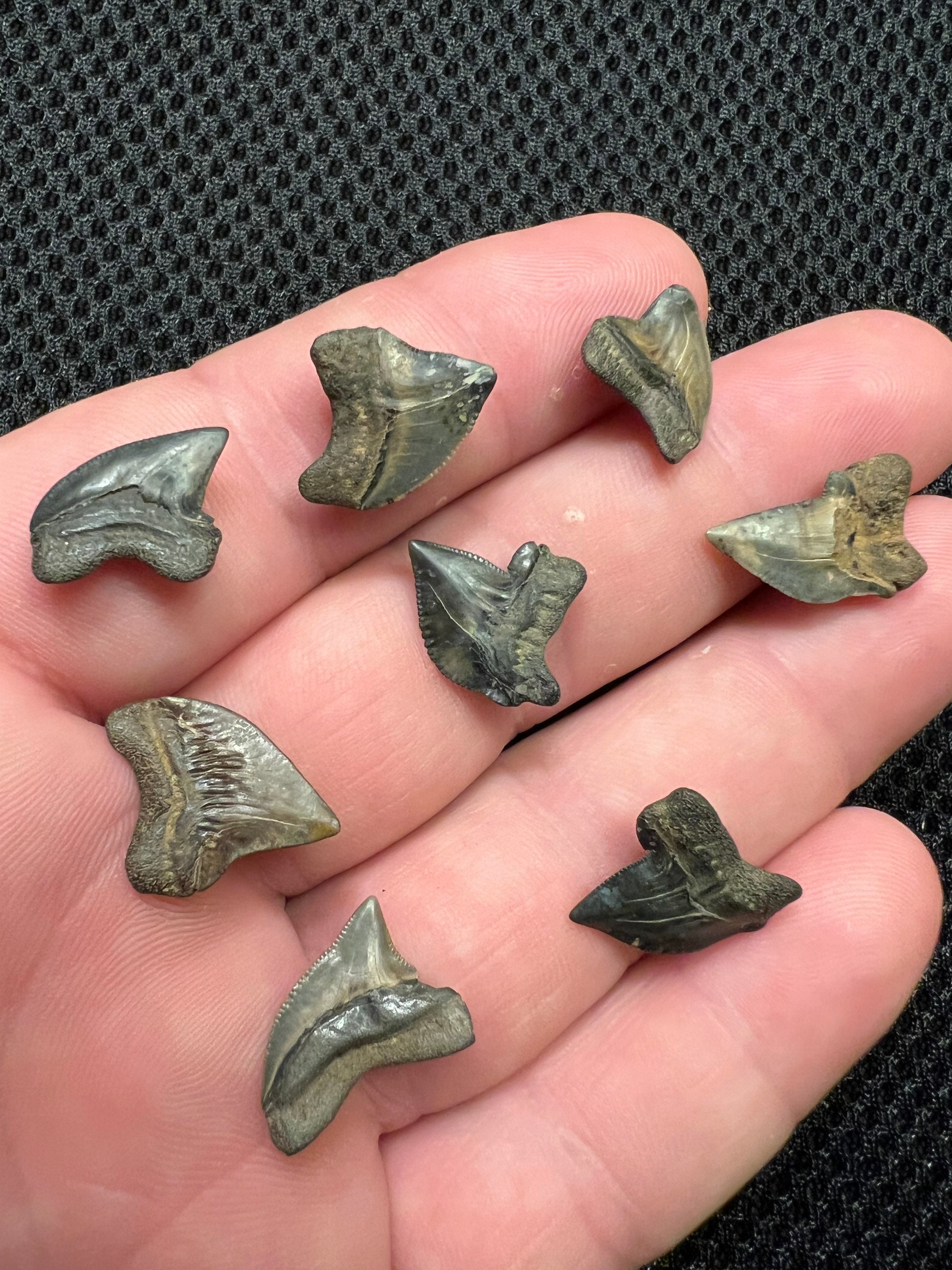 8 Beautiful Squalicorax Shark Teeth Fossils From Mississippi - Etsy