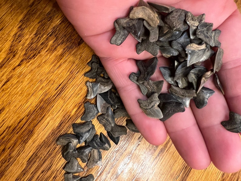 Bag of Crow Shark Teeth Fossils From Mississippi - Etsy