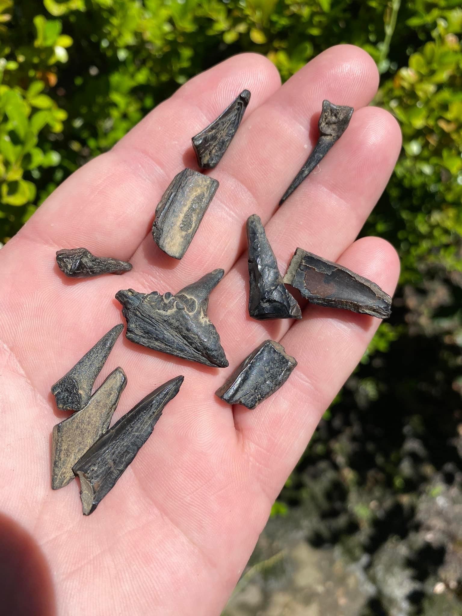 Mixed Cretaceous Fossils From Mississippi - Etsy