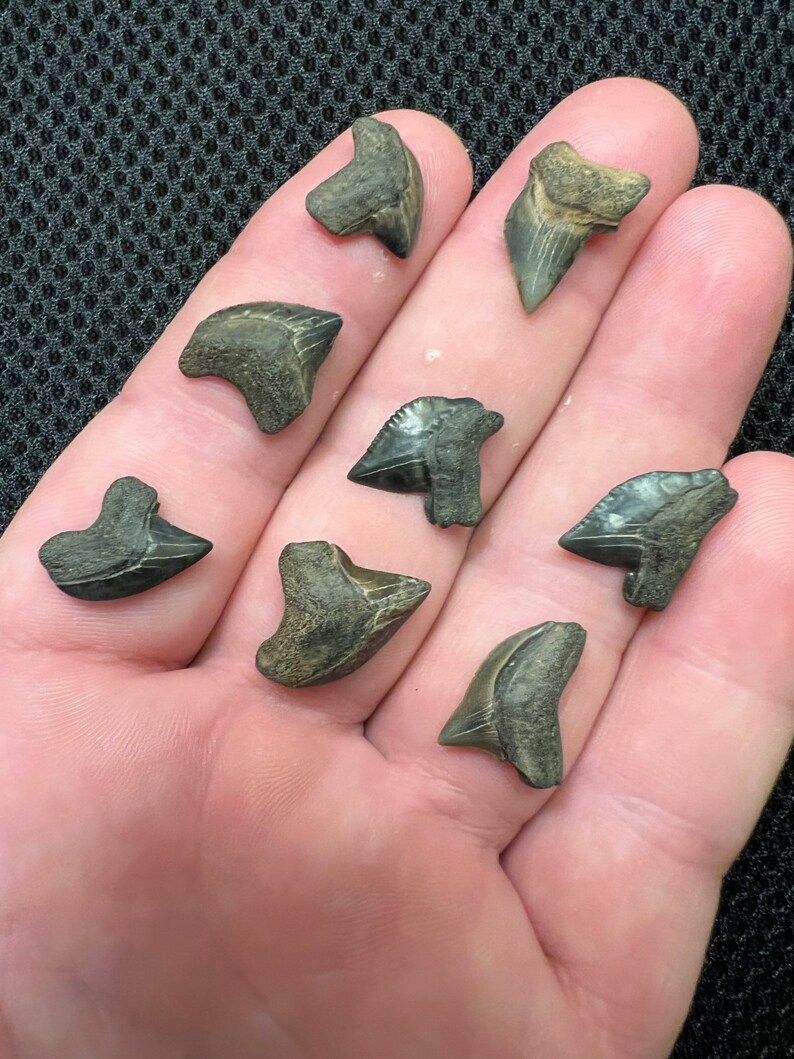 8 Beautiful Squalicorax Shark Teeth Fossils From Mississippi - Etsy