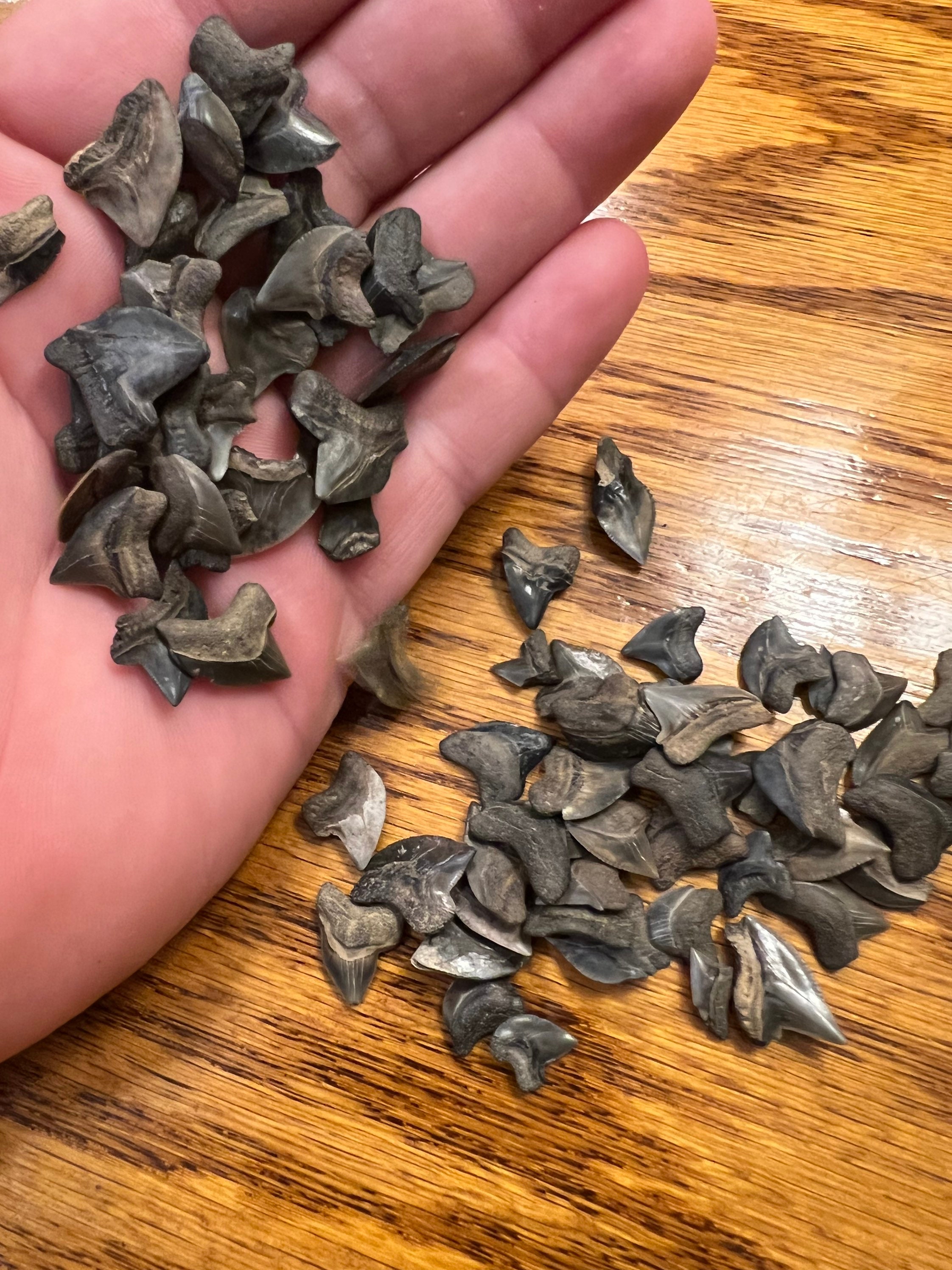 Bag of Crow Shark Teeth Fossils From Mississippi - Etsy