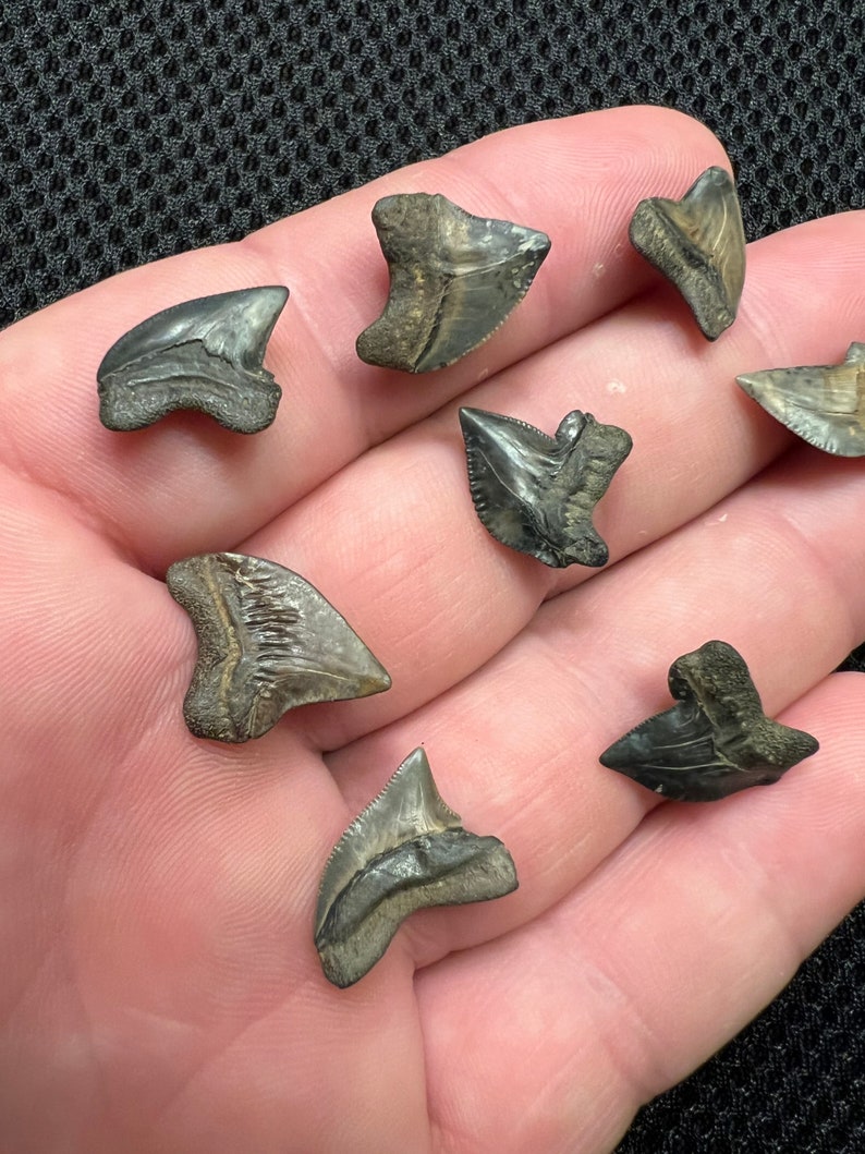8 Beautiful Squalicorax Shark Teeth Fossils From Mississippi - Etsy
