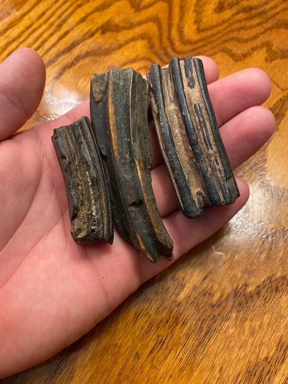 Fossil Horse or Camel Teeth From Mississippi - Etsy