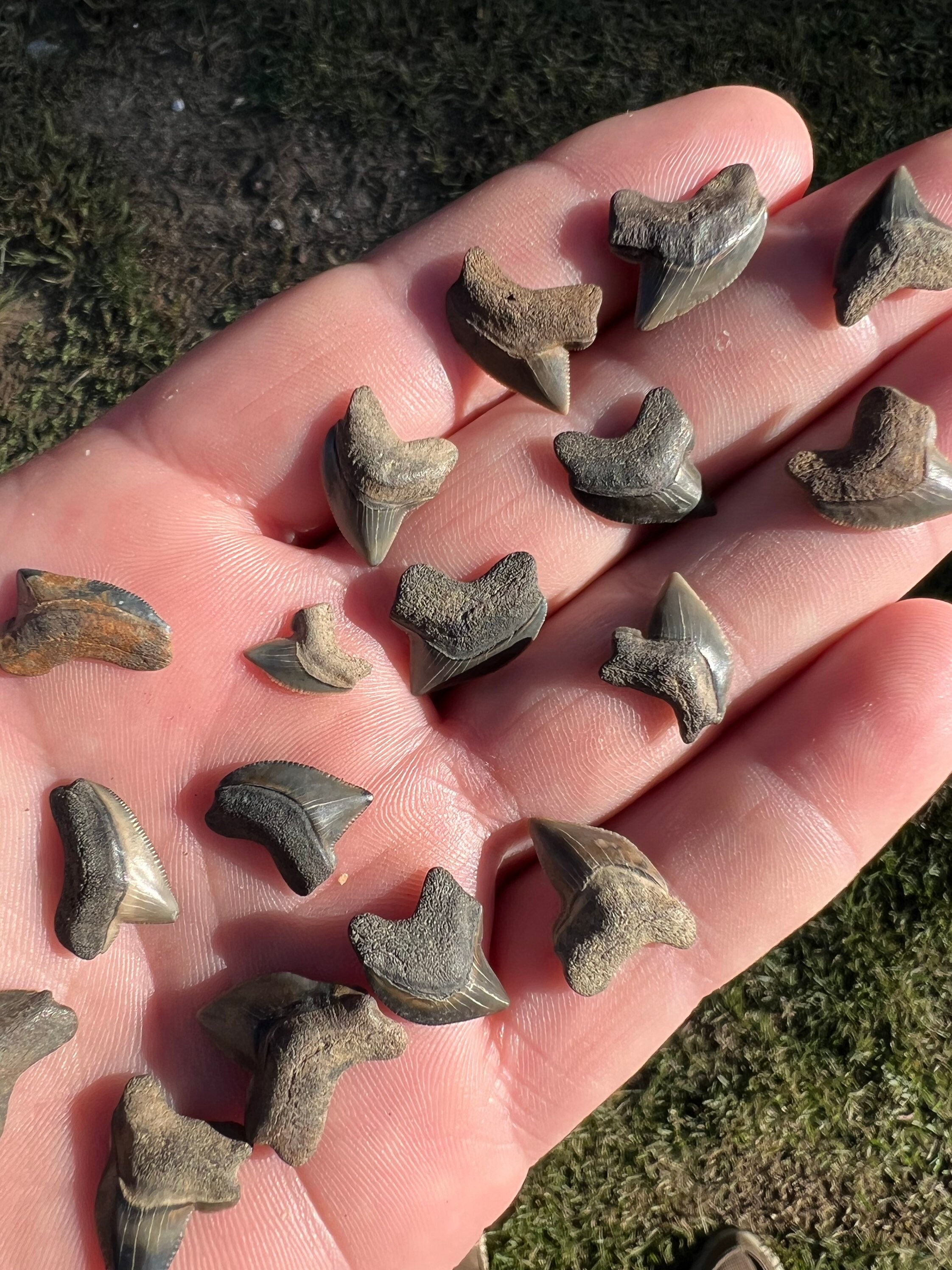 23 Crow Shark Teeth Fossils From North Mississippi - Etsy