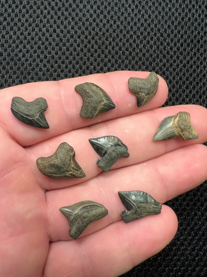 8 Beautiful Squalicorax Shark Teeth Fossils From Mississippi - Etsy
