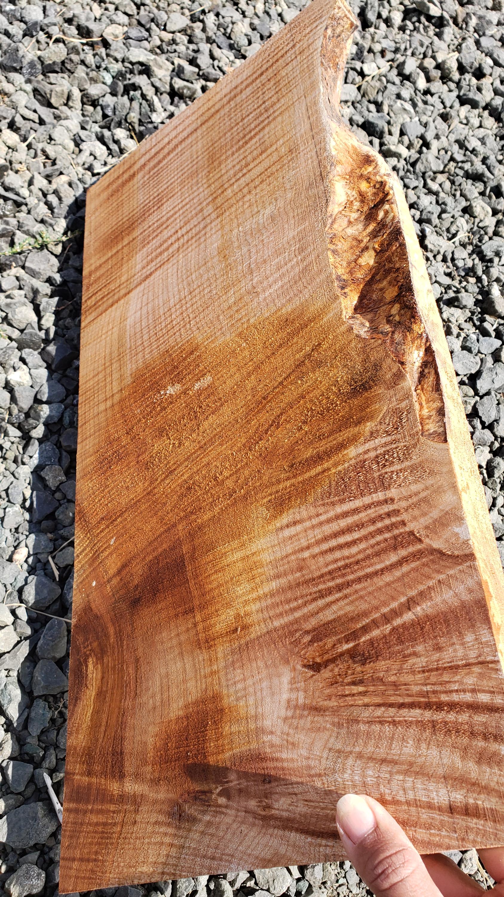 Curly Maple 1 Piece (B459) - Etsy