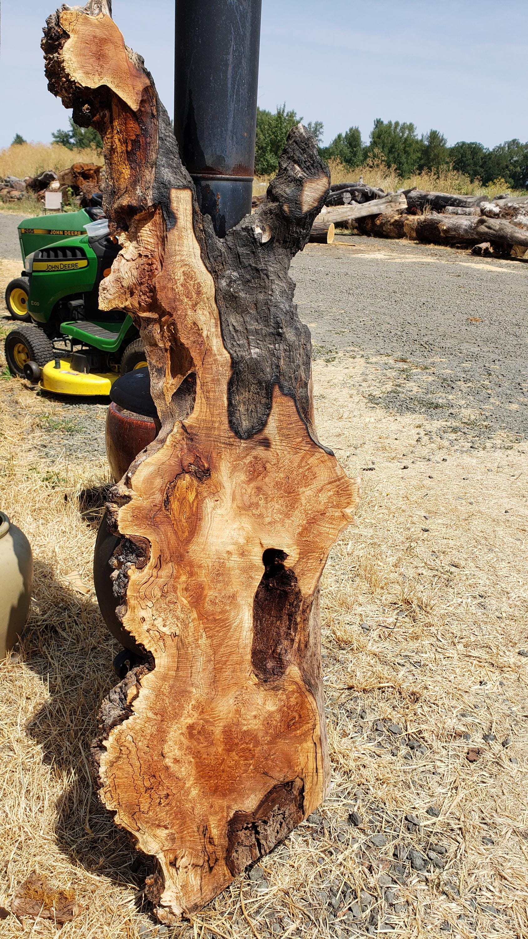 Curly Maple Burl +spalted 1 Slab (B444) - Etsy