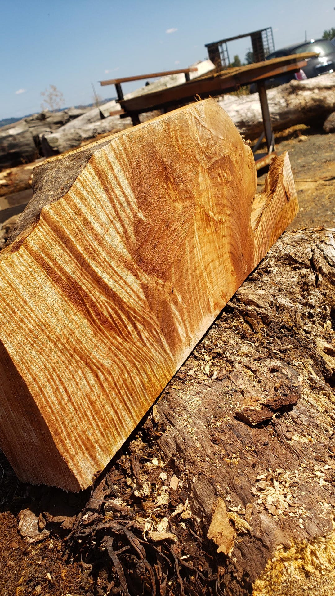 Curly Maple 1 Piece (B453) - Etsy