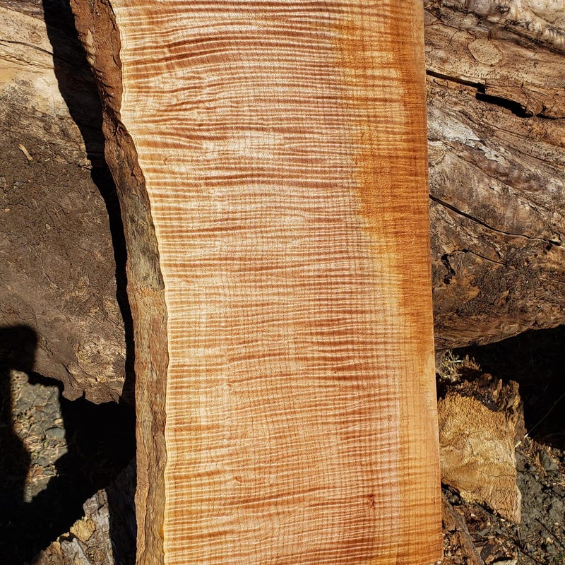 Curly Tree Box - Etsy