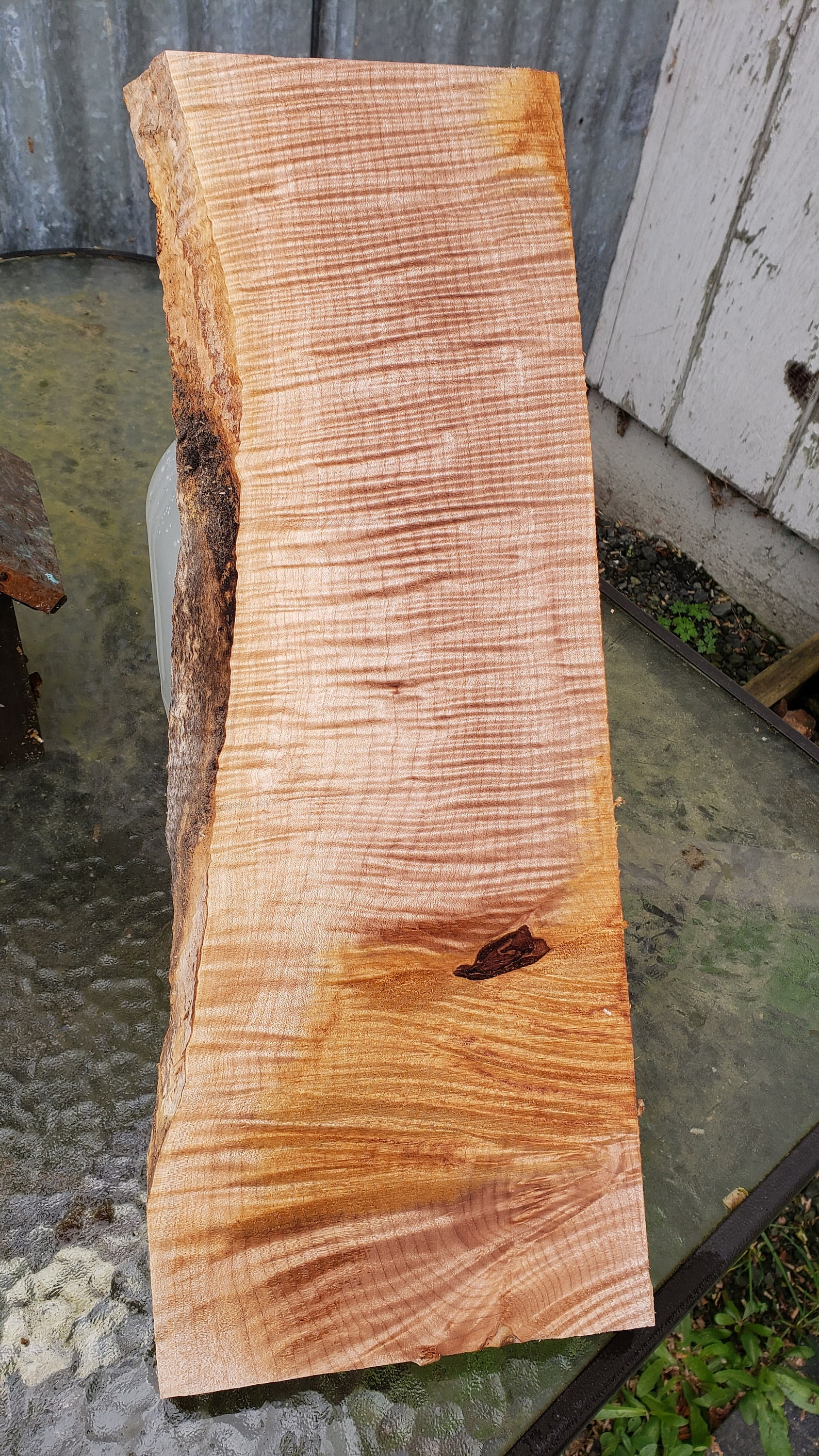 Curly Maple 1 Piece (B366) - Etsy