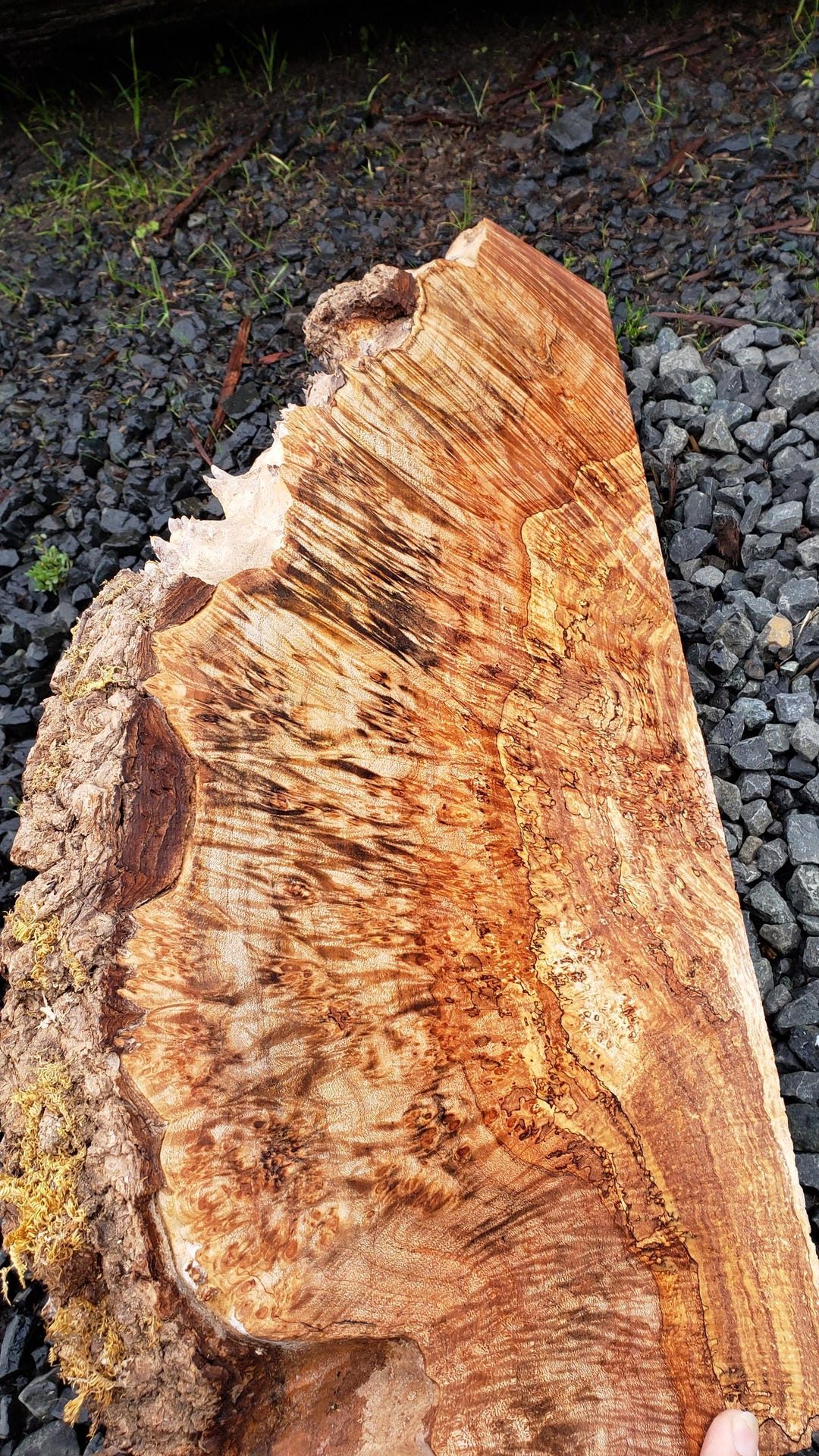 Curly Silver Maple Burl (B466) +spalted Stump 1 Piece - Etsy