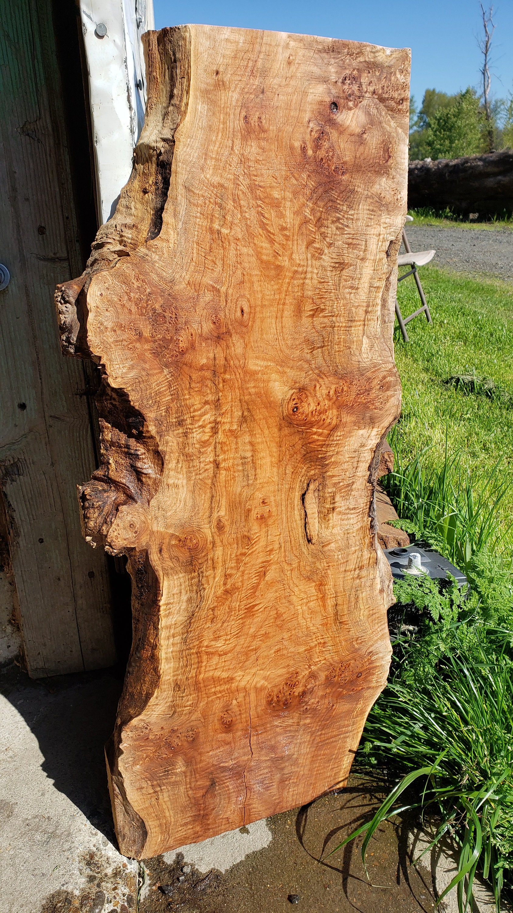 Curly Maple Burl 1 Slab B407 - Etsy