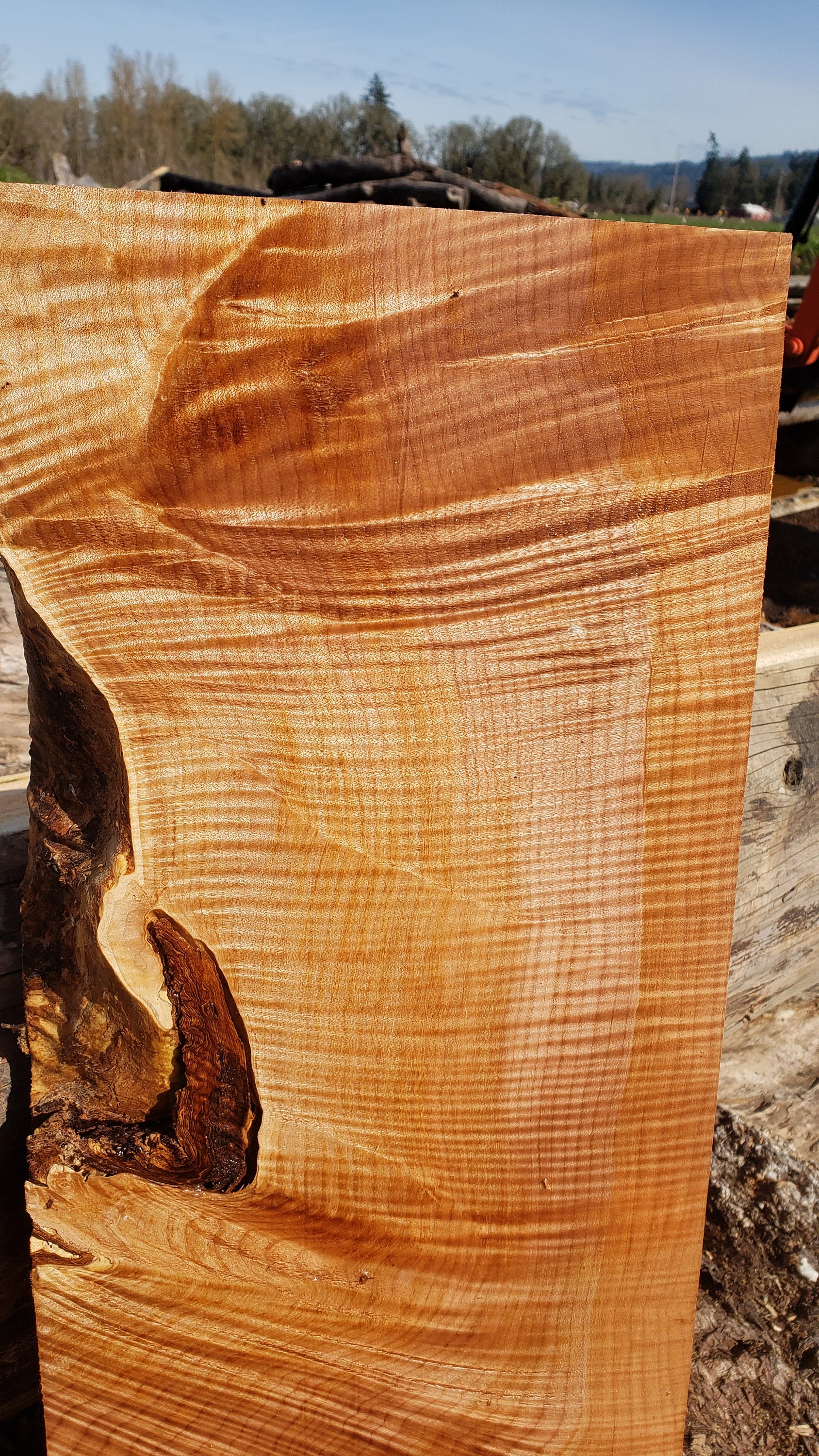 Curly Maple 1 Piece B388 - Etsy