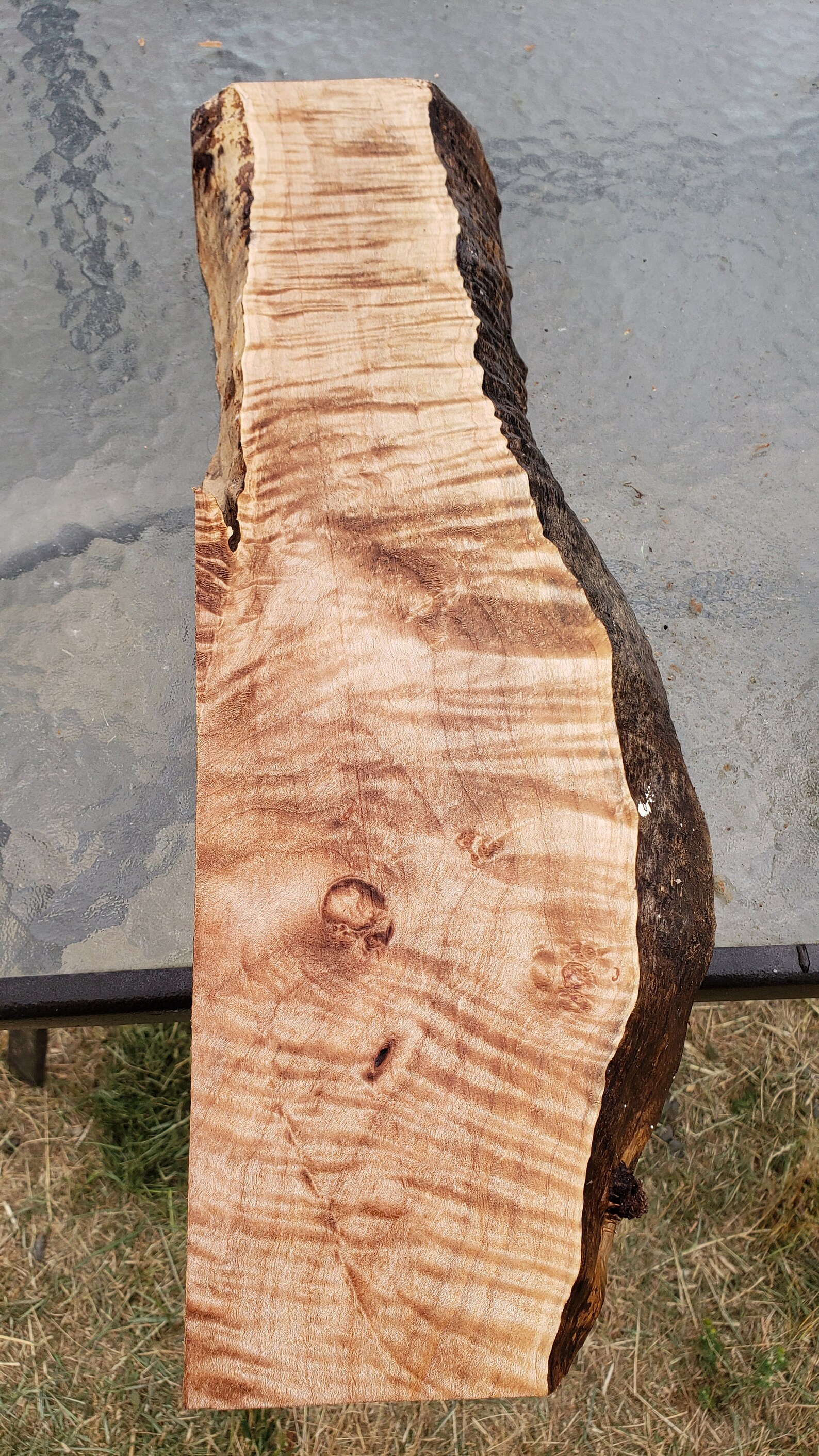 Curly Maple 1 Piece (B431) - Etsy