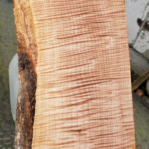 Curly Maple 1 Piece (B366) - Etsy