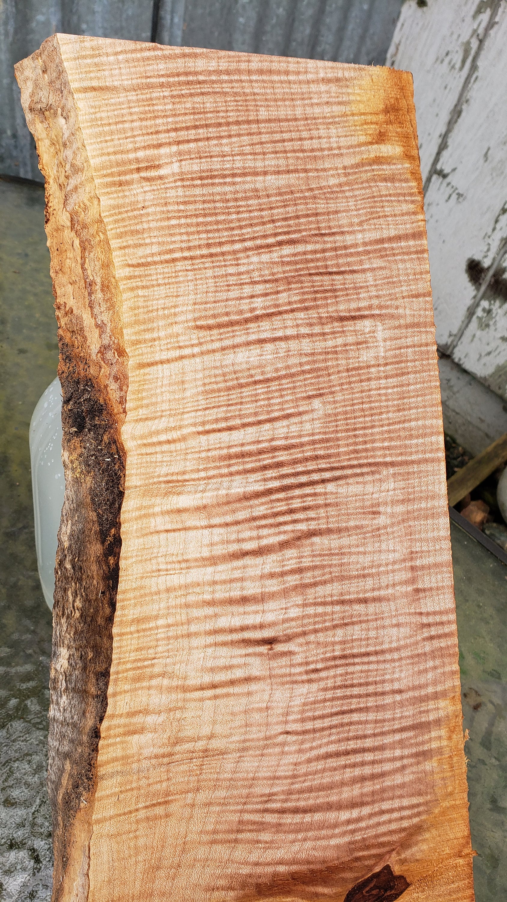 Curly Maple 1 Piece (B366) - Etsy