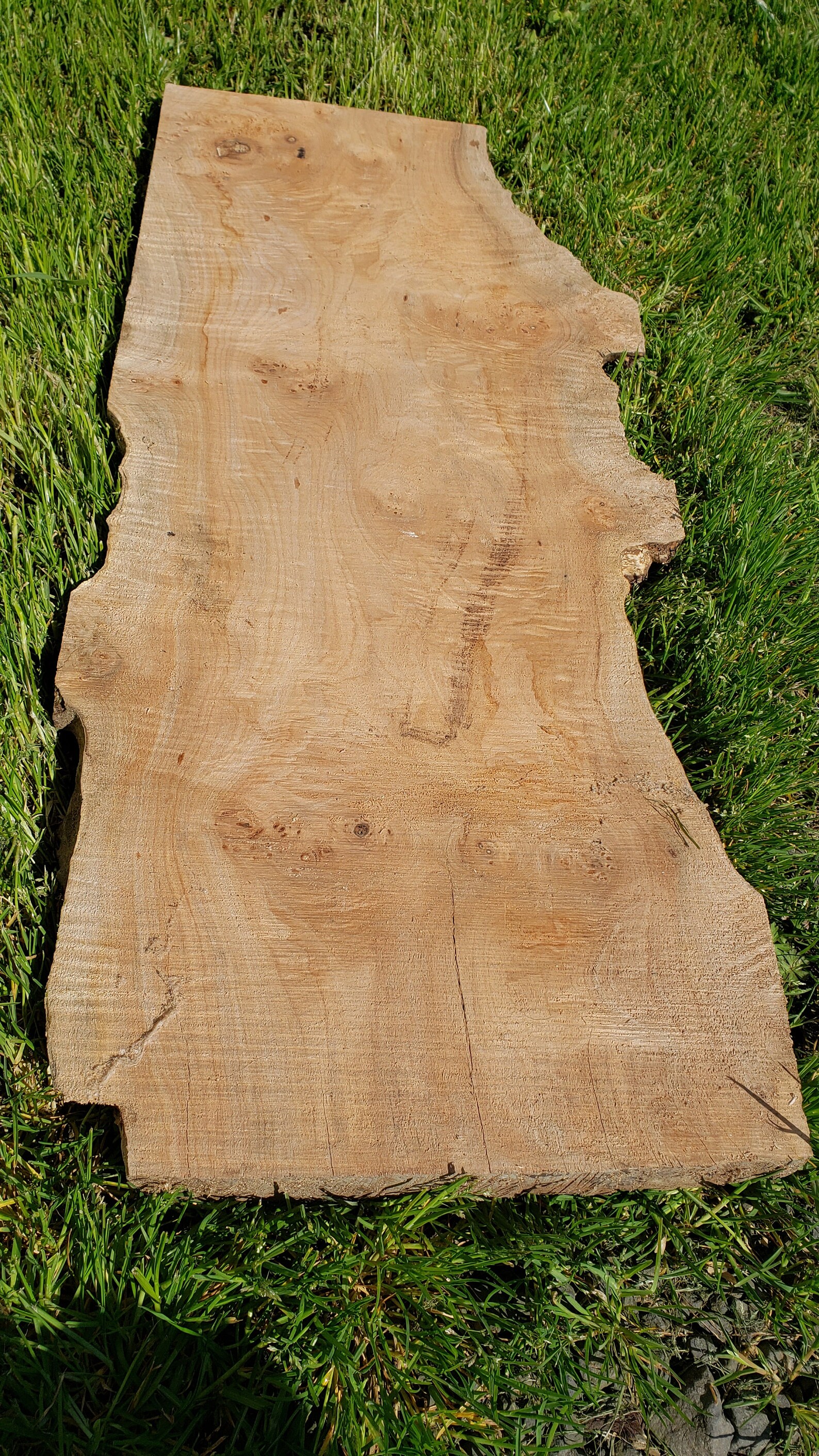 Curly Maple Burl 1 Slab B407 - Etsy