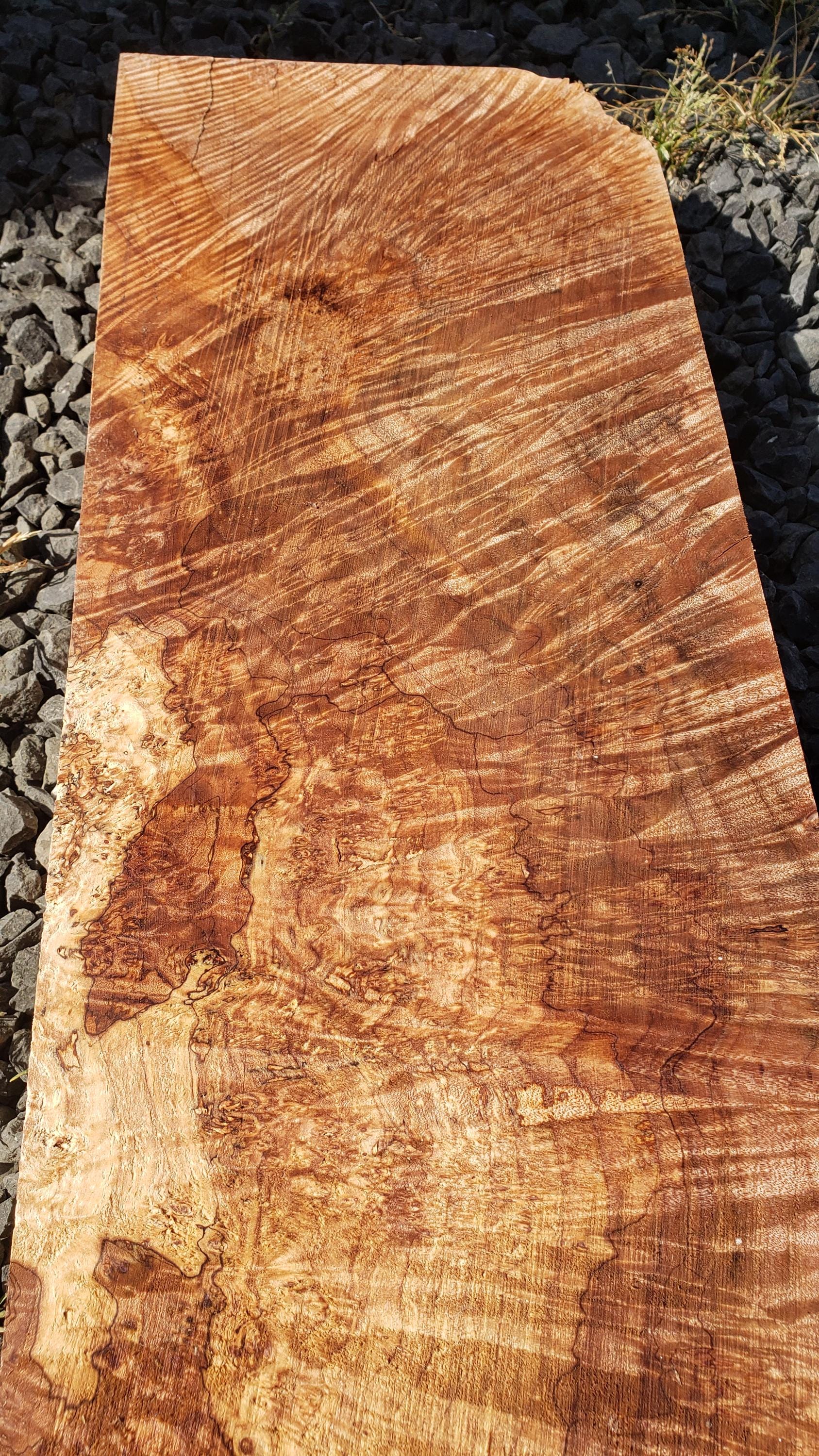 Curly Maple Burl+spalted Stump..silver Maple (B483) - Etsy